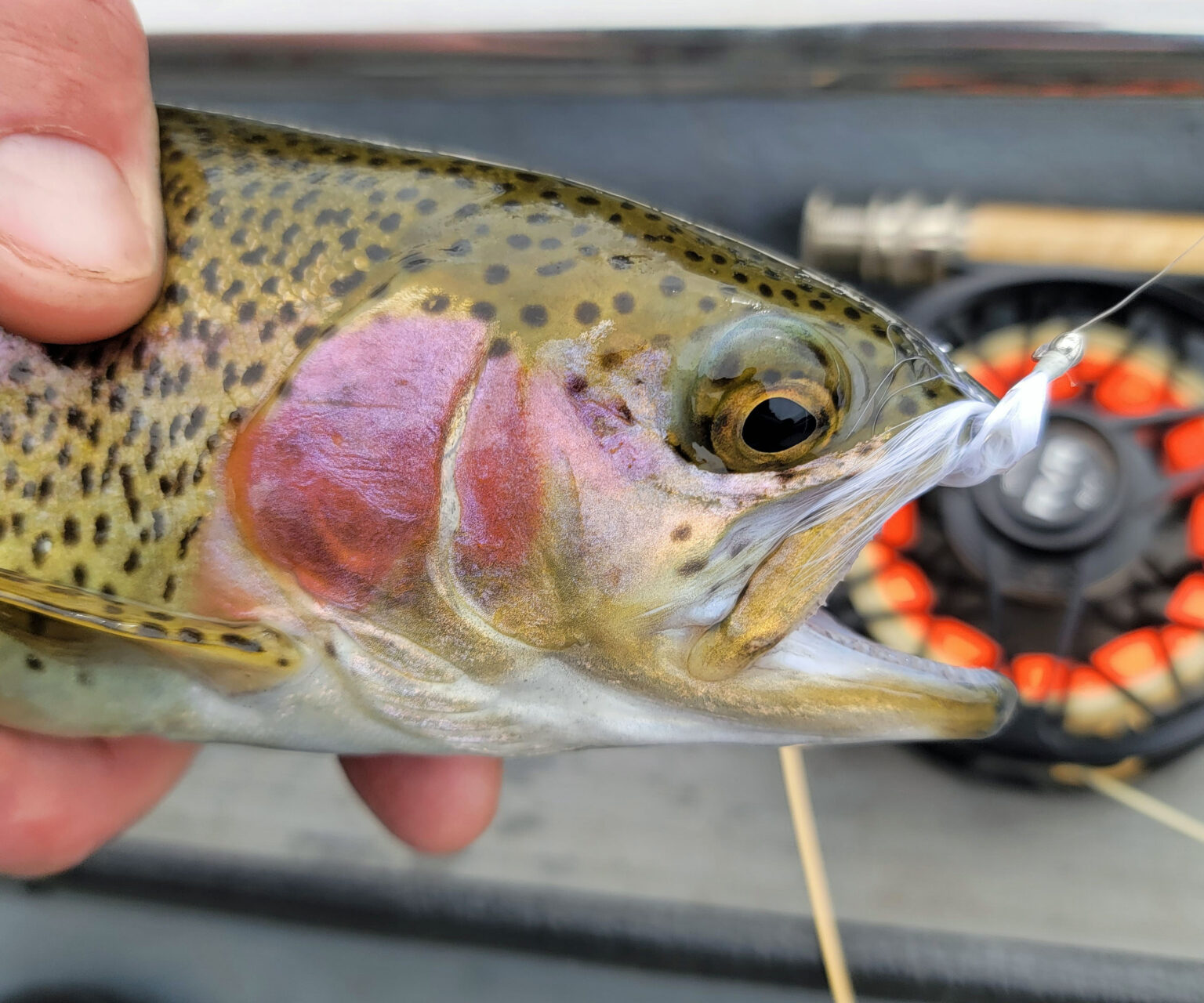 Low Water, Small Flies, Night Time - Beautiful Brown Trout! - White ...